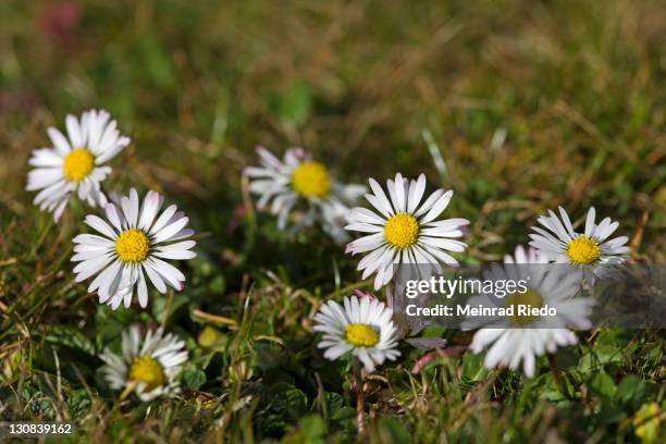 81 Different Types Of Daisies Stock Photos, High-Res Pictures, and ... 81 Different Types Of Daisies Stock Photos, High-Res Pictures, and ...