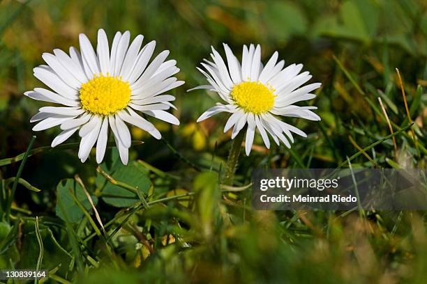 81 Different Types Of Daisies Stock Photos, High-Res Pictures, and ... 81 Different Types Of Daisies Stock Photos, High-Res Pictures, and ...
