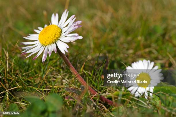 81 Different Types Of Daisies Stock Photos, High-Res Pictures, and ... 81 Different Types Of Daisies Stock Photos, High-Res Pictures, and ...
