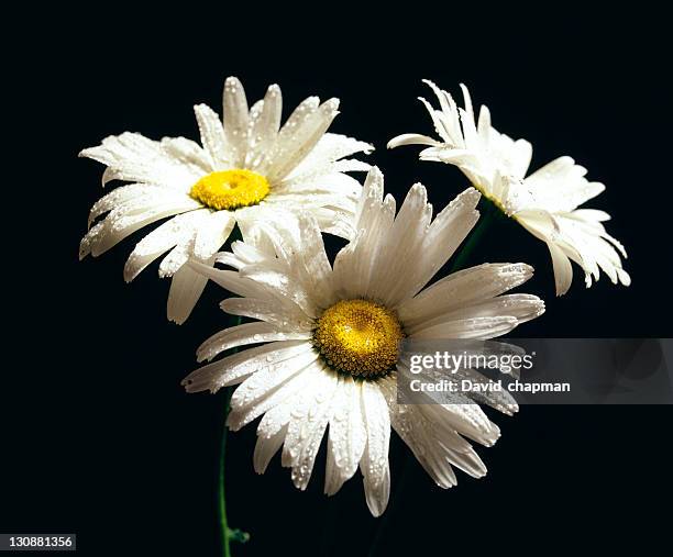 81 Different Types Of Daisies Stock Photos, High-Res Pictures, and ... 81 Different Types Of Daisies Stock Photos, High-Res Pictures, and ...