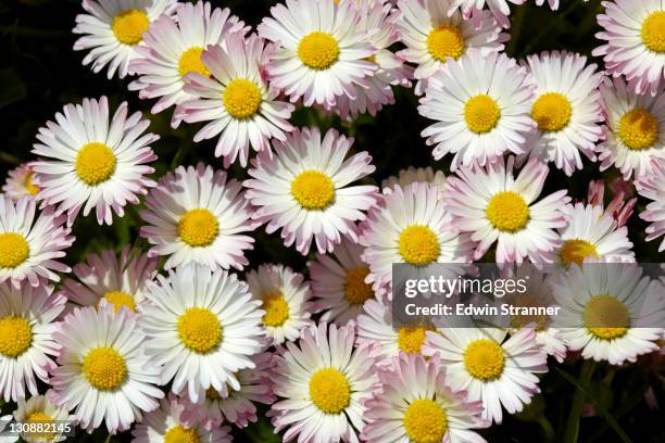 81 Different Types Of Daisies Stock Photos, High-Res Pictures, and ... 81 Different Types Of Daisies Stock Photos, High-Res Pictures, and ...
