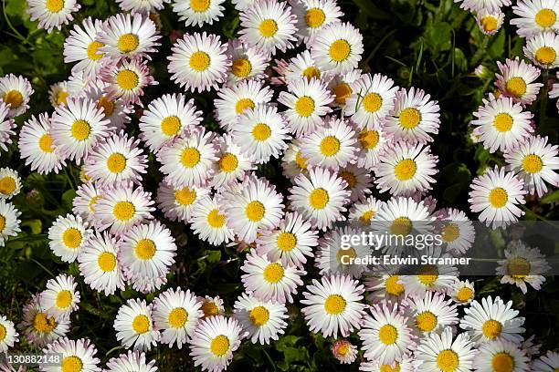 81 Different Types Of Daisies Stock Photos, High-Res Pictures, and ... 81 Different Types Of Daisies Stock Photos, High-Res Pictures, and ...