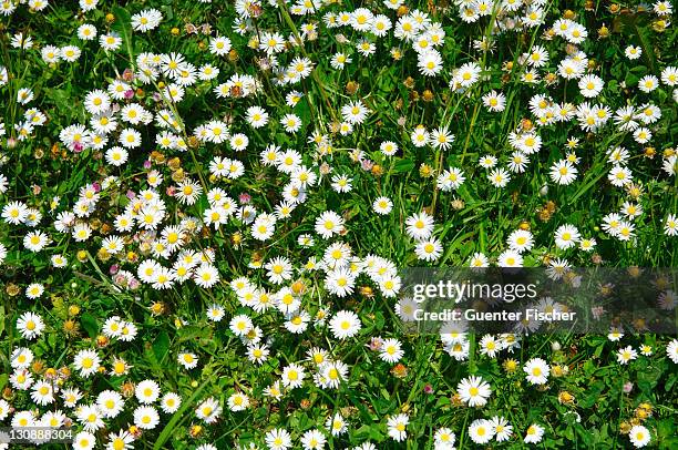 81 Different Types Of Daisies Stock Photos, High-Res Pictures, and ... 81 Different Types Of Daisies Stock Photos, High-Res Pictures, and ...