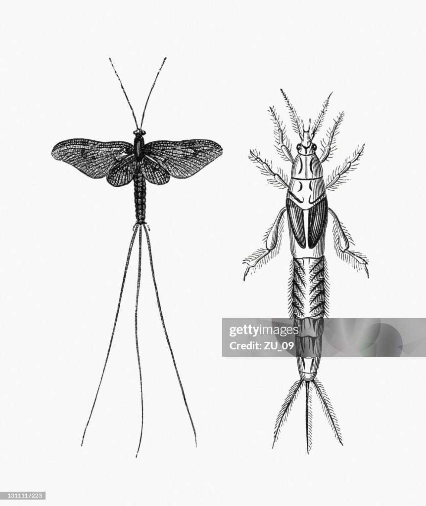 Mayfly And Mayfly Nymph Wood Engravings Published In 1893 High Res Vector Graphic Getty Images