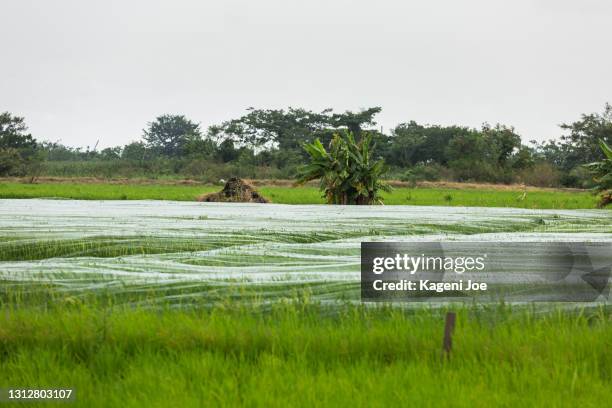 Innovative Agricultural Trends Shaping the Future of Farming in Ghana