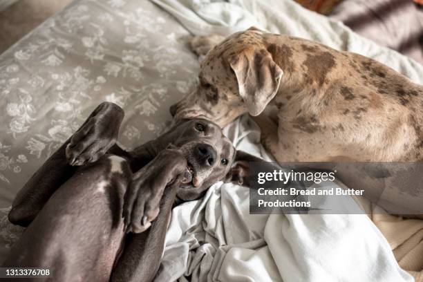 Great Dane Bed Photos And Premium High Res Pictures Getty Images
