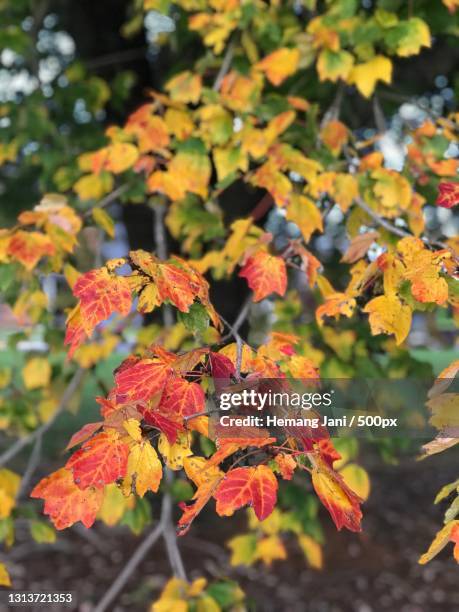 Huntsville Al Photos And Premium High Res Pictures Getty Images