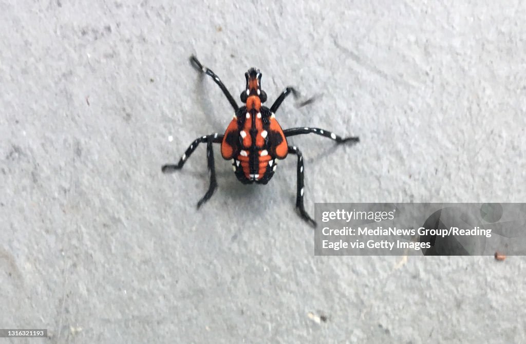 This Fourth Instar Spotted Lanternfly Nymph Will Soon Meet Its Demise