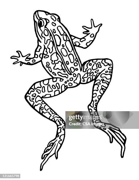 Frog Jumping High Res Vector Graphic Getty Images