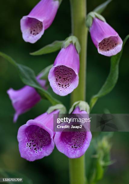 Macro close-up of a flowering common foxglove plant 이미지 (1320701709 ...