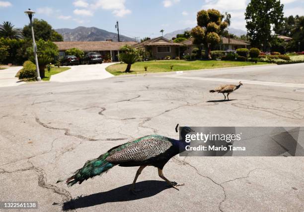 Peacock Street Photos And Premium High Res Pictures Getty Images
