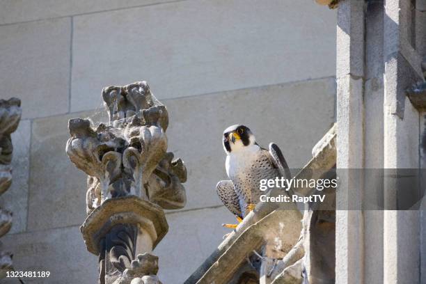 62 Peregrine Falcon Urban Stock Photos, High-Res Pictures, and Images ... 62 Peregrine Falcon Urban Stock Photos, High-Res Pictures, and Images ...