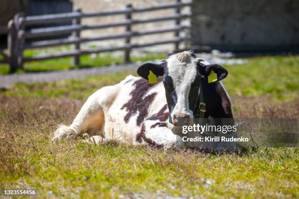 Cows Lying Down Stock Fotos Und Bilder Getty Images