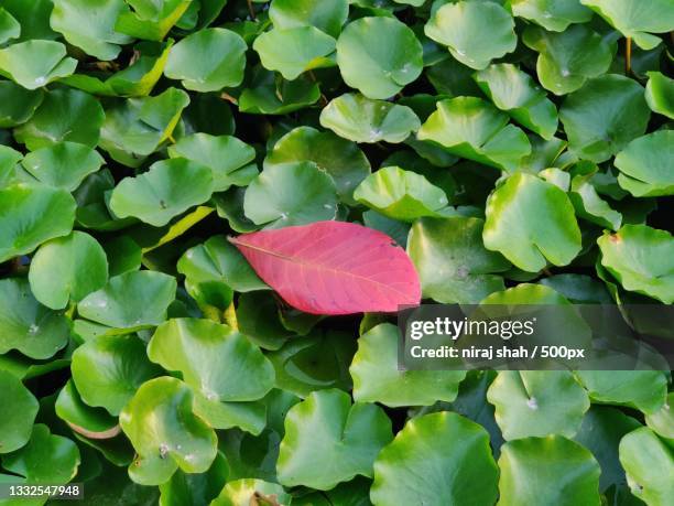 Niraj Shah Photos and Premium High Res Pictures - Getty Images Niraj Shah Photos and Premium High Res Pictures - Getty Images