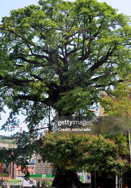 Freetown's legendary cotton tree, the city’s most famous landmark ...