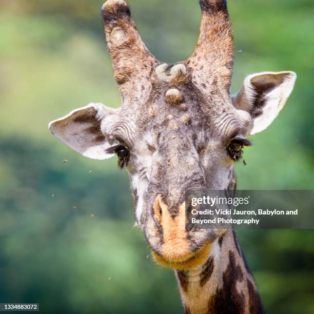 Giraffe Eye Photos And Premium High Res Pictures Getty Images