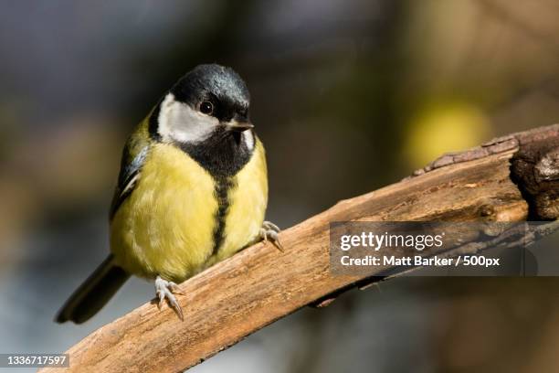 Tiny Tit Photos Photos And Premium High Res Pictures Getty Images