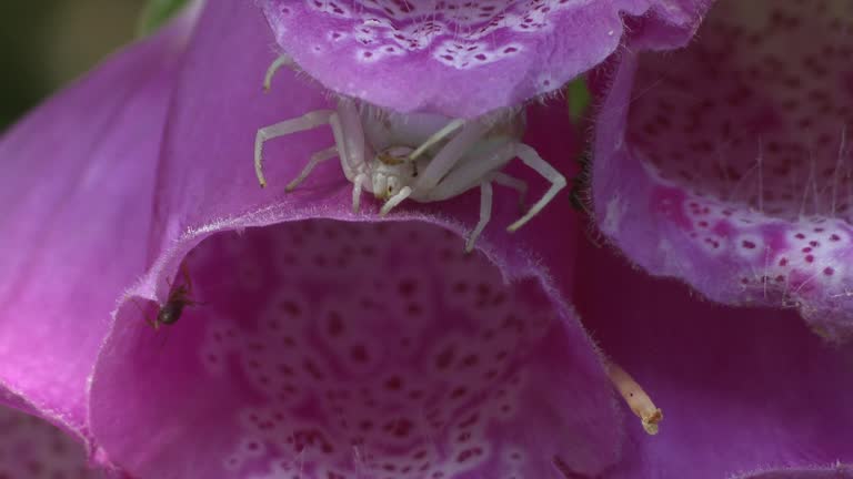 61 Flower Crab Spider Stock Videos Footage And 4k Video Clips Getty Images