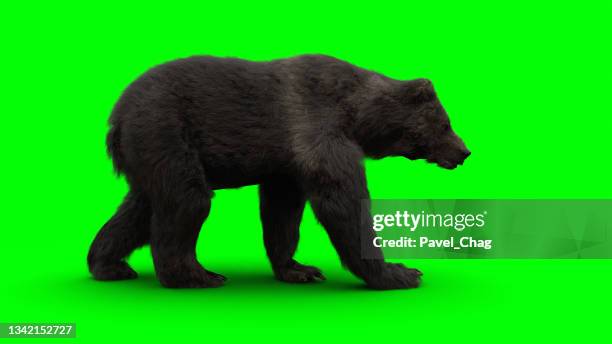 Free Bear green screen Images & Pictures