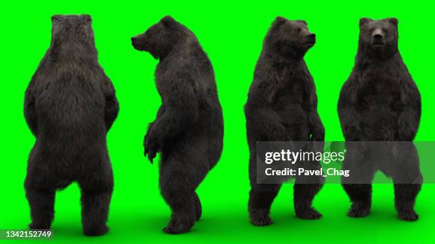 Free Bear green screen Images & Pictures