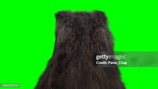 Free Bear green screen Images & Pictures