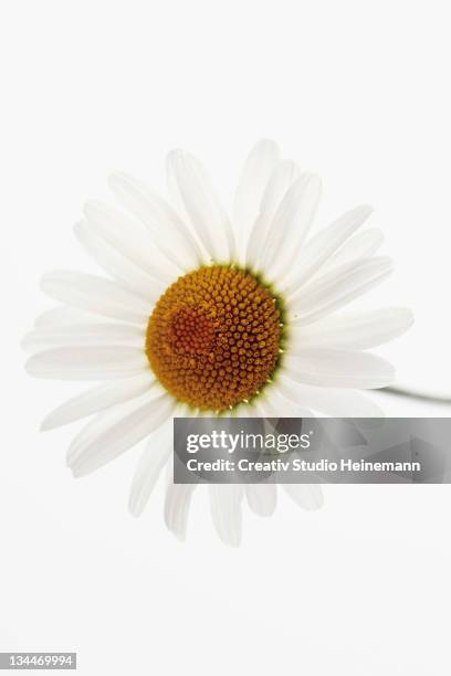 Different Types Of Daisies Photos and Premium High Res Pictures - Getty ... Different Types Of Daisies Photos and Premium High Res Pictures - Getty ...