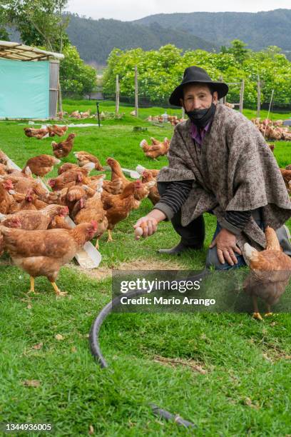 355 Old Woman Feeding Birds Stock Photos, High-Res Pictures, and Images ... 355 Old Woman Feeding Birds Stock Photos, High-Res Pictures, and Images ...