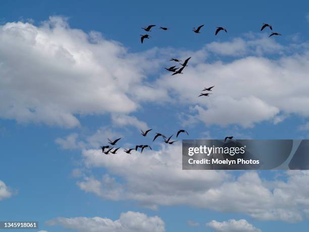 Cackling Geese Photos and Premium High Res Pictures - Getty Images Cackling Geese Photos and Premium High Res Pictures - Getty Images