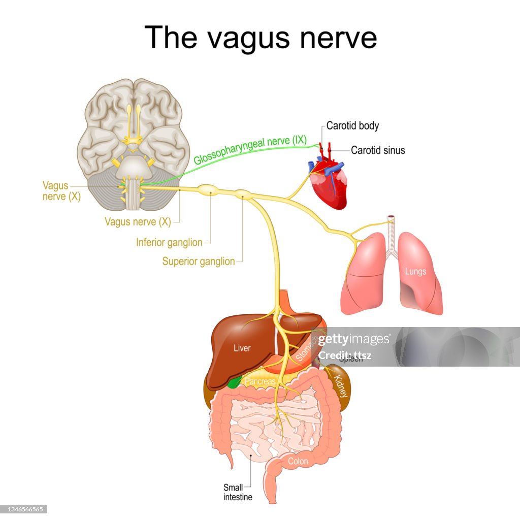 Vagus Nerve Parasympathetic Nervous System High-Res Vector Graphic ... Vagus Nerve Parasympathetic Nervous System High-Res Vector Graphic ...