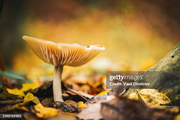 Mushrooms in the forest during a beautiful fall day 이미지 (1348769482 ...