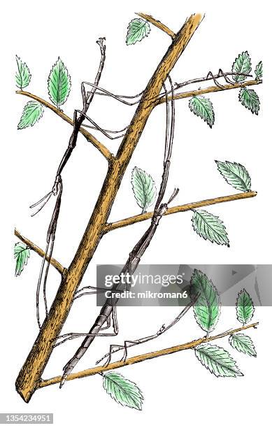 Stick Diagram Photos And Premium High Res Pictures Getty Images