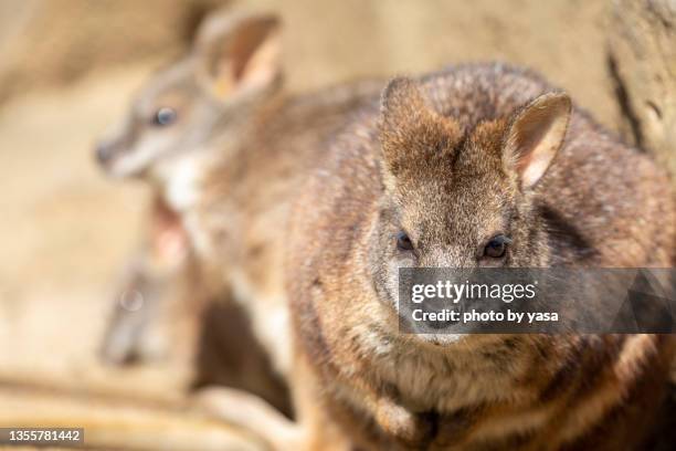 Wallabies 2020 Photos And Premium High Res Pictures Getty Images