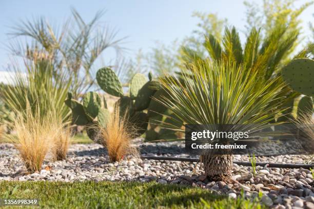 Expert Insights: Choosing the Right Plants for Tucson's Climate