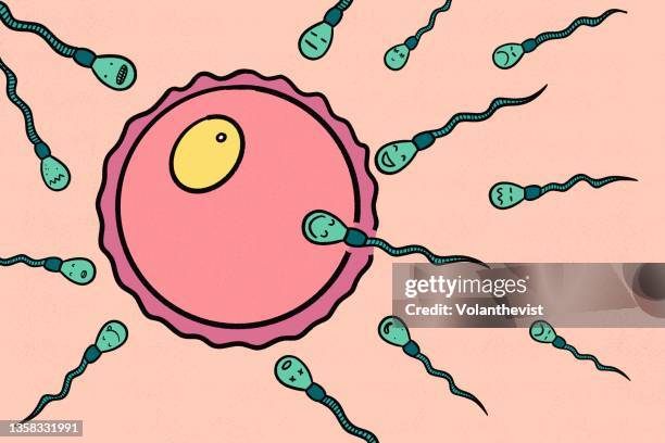 Egg And Sperm Drawing Photos And Premium High Res Pictures Getty Images