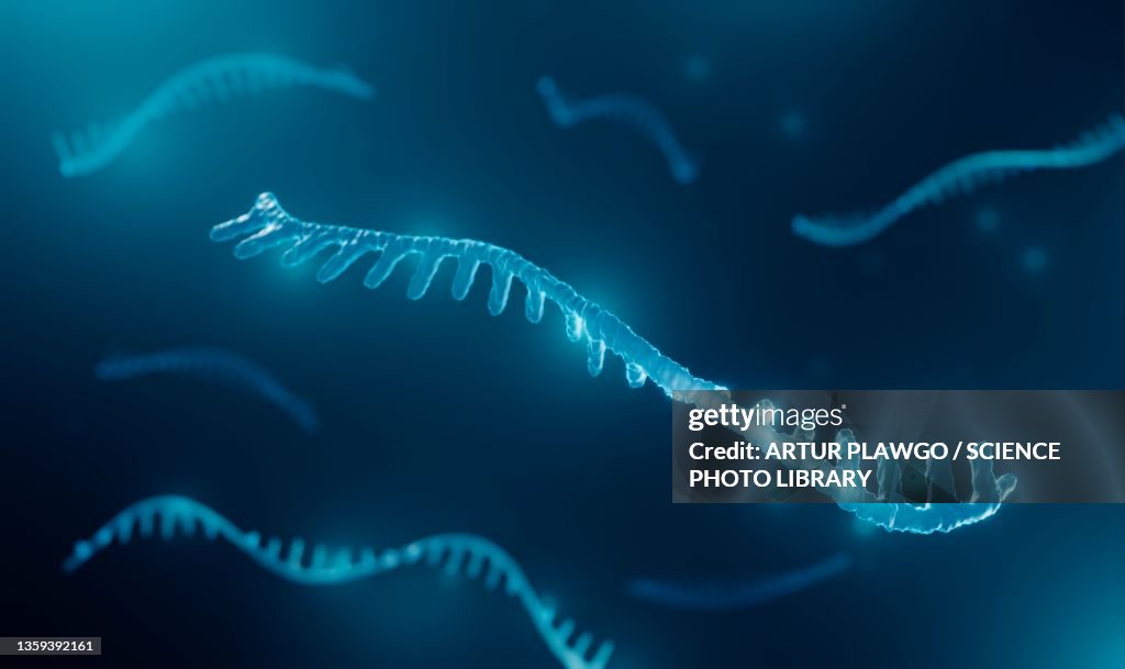 Micro Rna Illustration High-Res Vector Graphic - Getty Images Micro Rna Illustration High-Res Vector Graphic - Getty Images