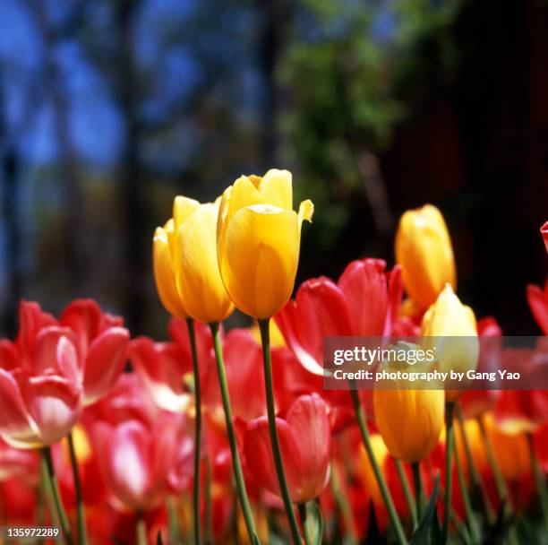 Atlanta Botanical Garden Photos And Premium High Res Pictures Getty Images