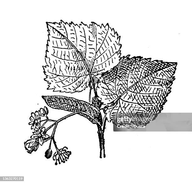 Lime Tree Fruit High Res Illustrations Getty Images