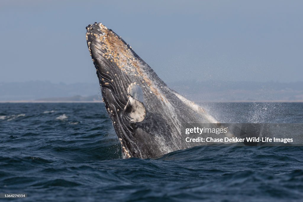Humpback Whale High-Res Stock Photo - Getty Images Humpback Whale High-Res Stock Photo - Getty Images