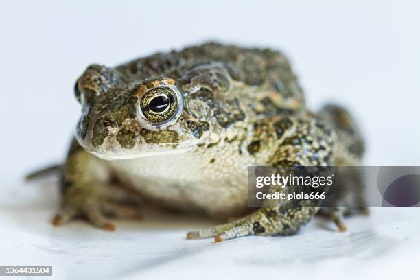 Amphibians portraits: green toad 이미지 (1364431504) - 게티이미지뱅크