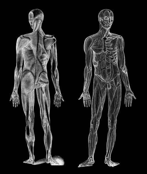 Male Human Anatomy Diagram Photos And Premium High Res Pictures Getty Images