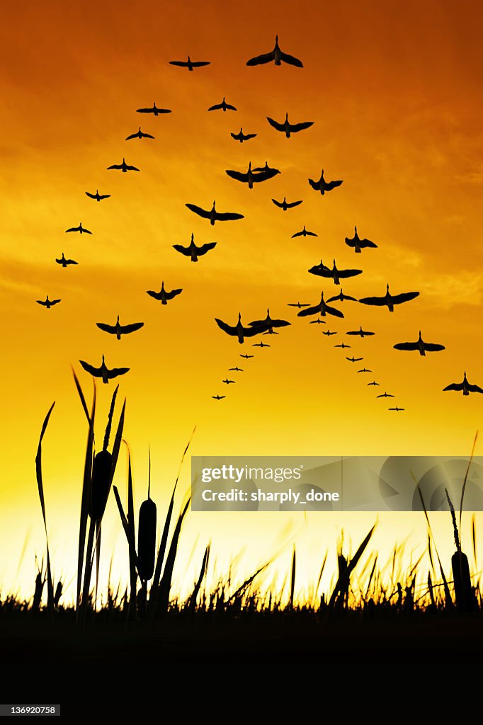 Xxxl Migrating Canada Geese High-Res Stock Photo - Getty Images Xxxl Migrating Canada Geese High-Res Stock Photo - Getty Images