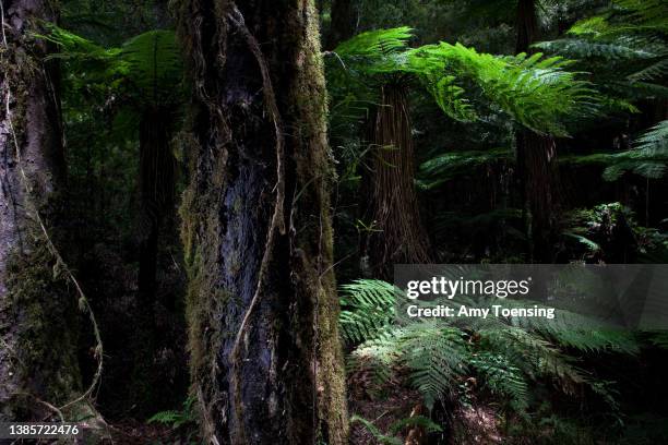 Jurassic Period Plants