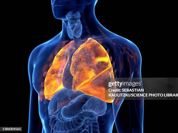 Cystic Fibrosis Lungs Photos And Premium High Res Pictures Getty Images