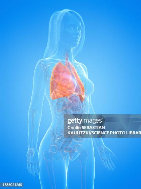 198 Copd High Res Illustrations - Getty Images 198 Copd High Res Illustrations - Getty Images