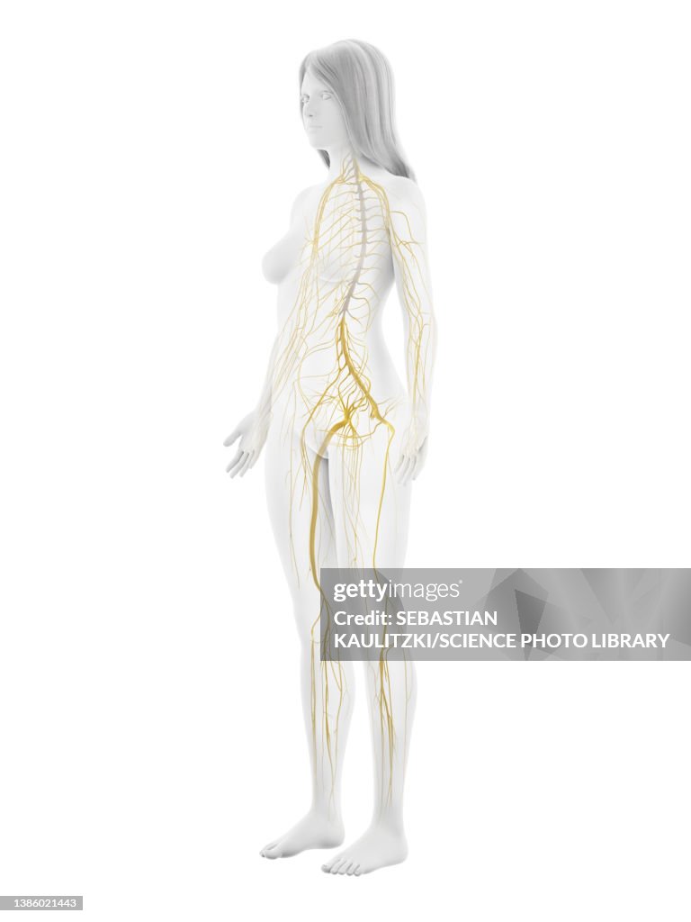 Human Nervous System Illustration High-Res Vector Graphic - Getty Images Human Nervous System Illustration High-Res Vector Graphic - Getty Images