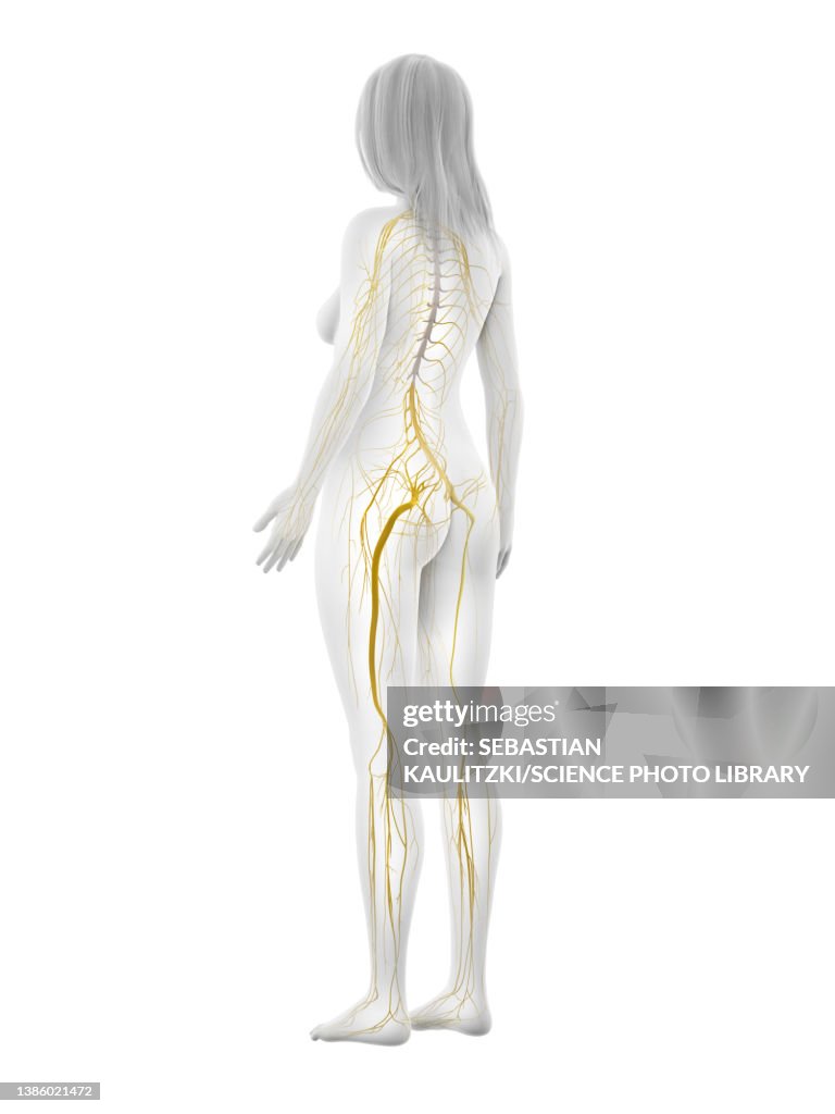 Human Nervous System Illustration High-Res Vector Graphic - Getty Images Human Nervous System Illustration High-Res Vector Graphic - Getty Images