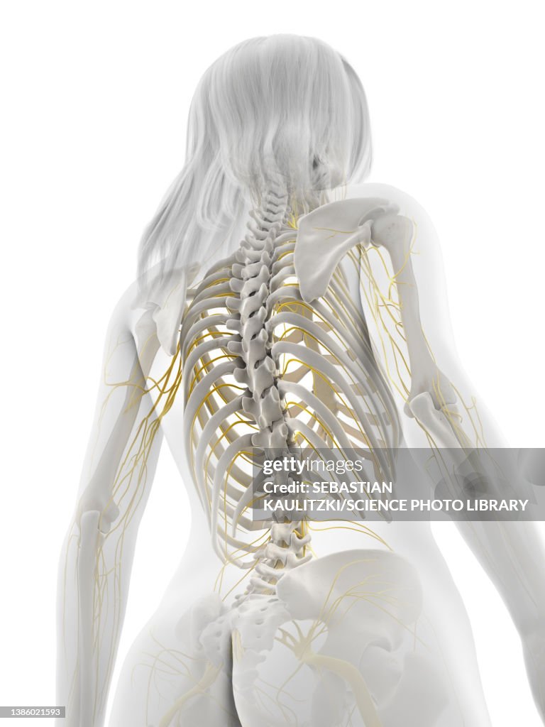 Human Nervous System Illustration High-Res Vector Graphic - Getty Images Human Nervous System Illustration High-Res Vector Graphic - Getty Images