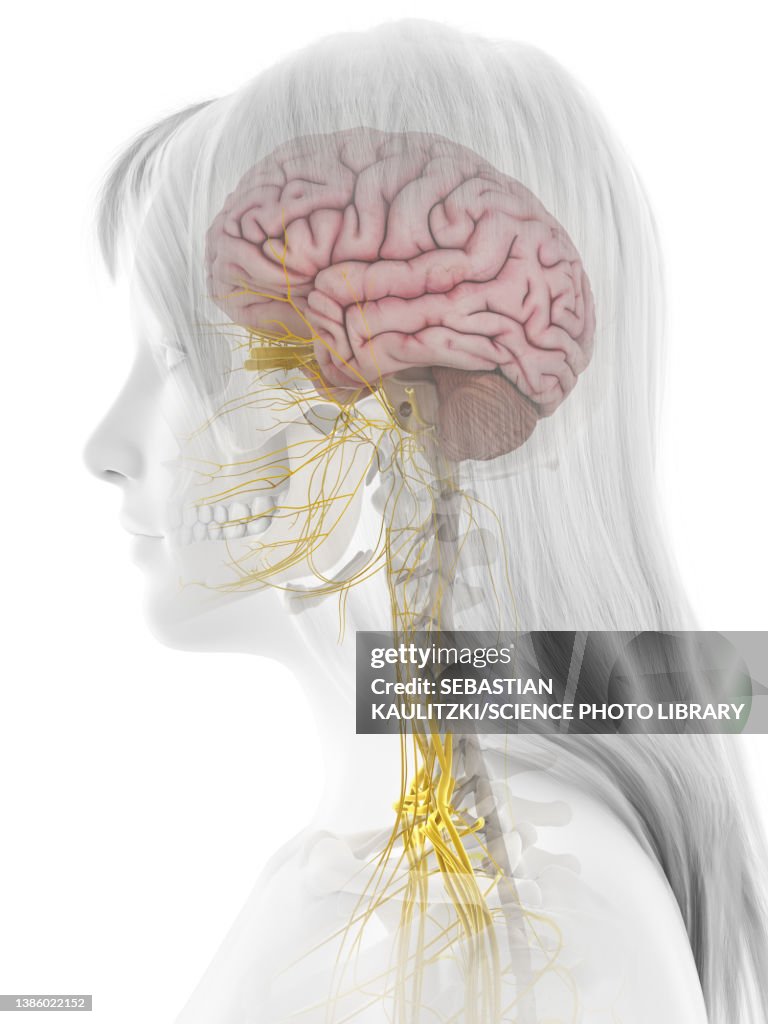 Human Nervous System Illustration High-Res Vector Graphic - Getty Images Human Nervous System Illustration High-Res Vector Graphic - Getty Images