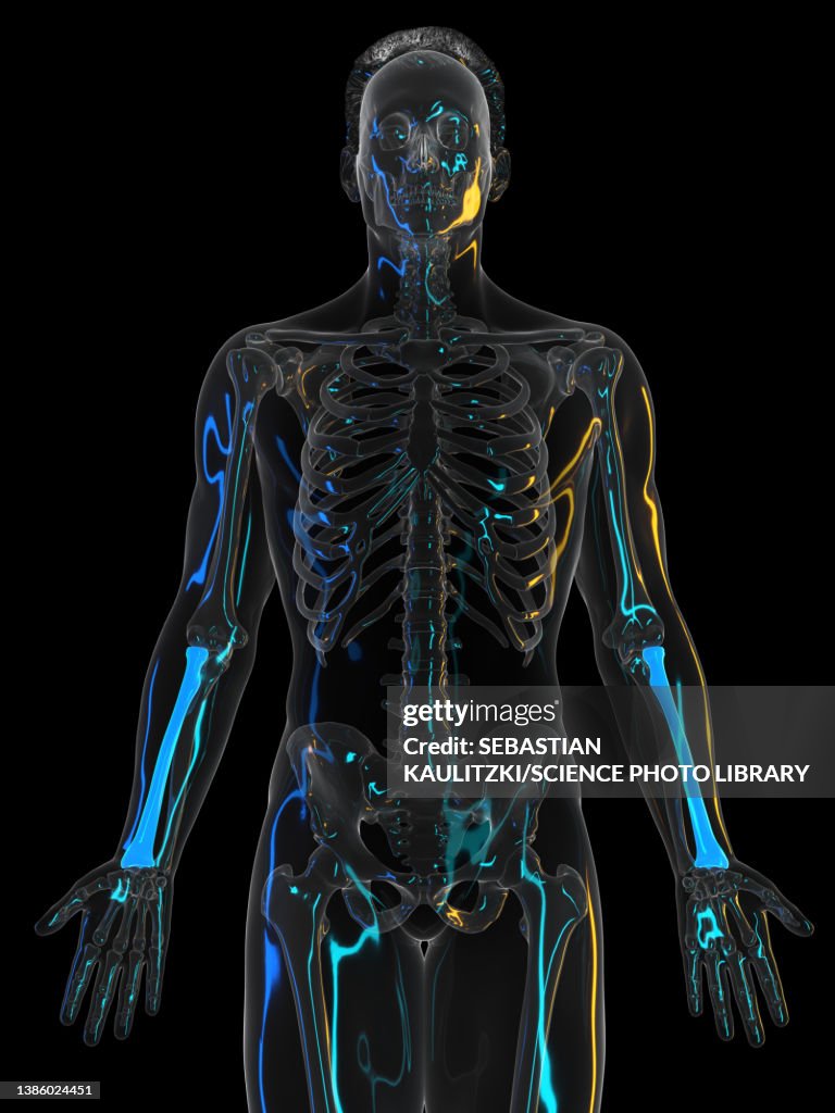 Radius Bone Illustration High Res Vector Graphic Getty Images