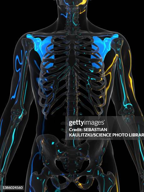 Acromion High Res Illustrations Getty Images